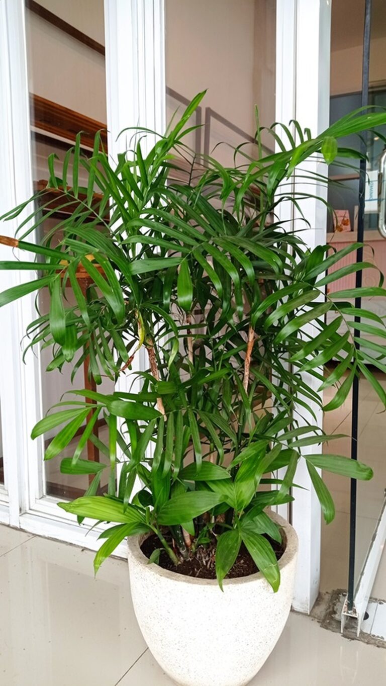 16 Amazing Small Palm Trees That Thrive in Tiny Spaces