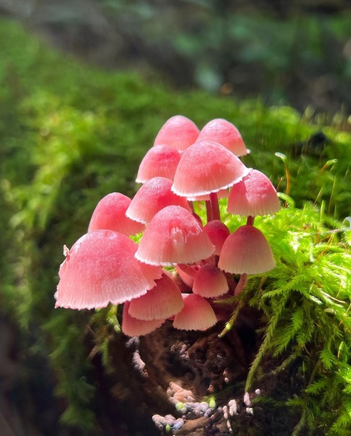 11 Enchanting Glow in the Dark Mushrooms That Light Up Night