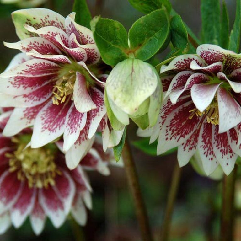 35 Stunning Multicolor Flowers That Will Brighten Your Garden