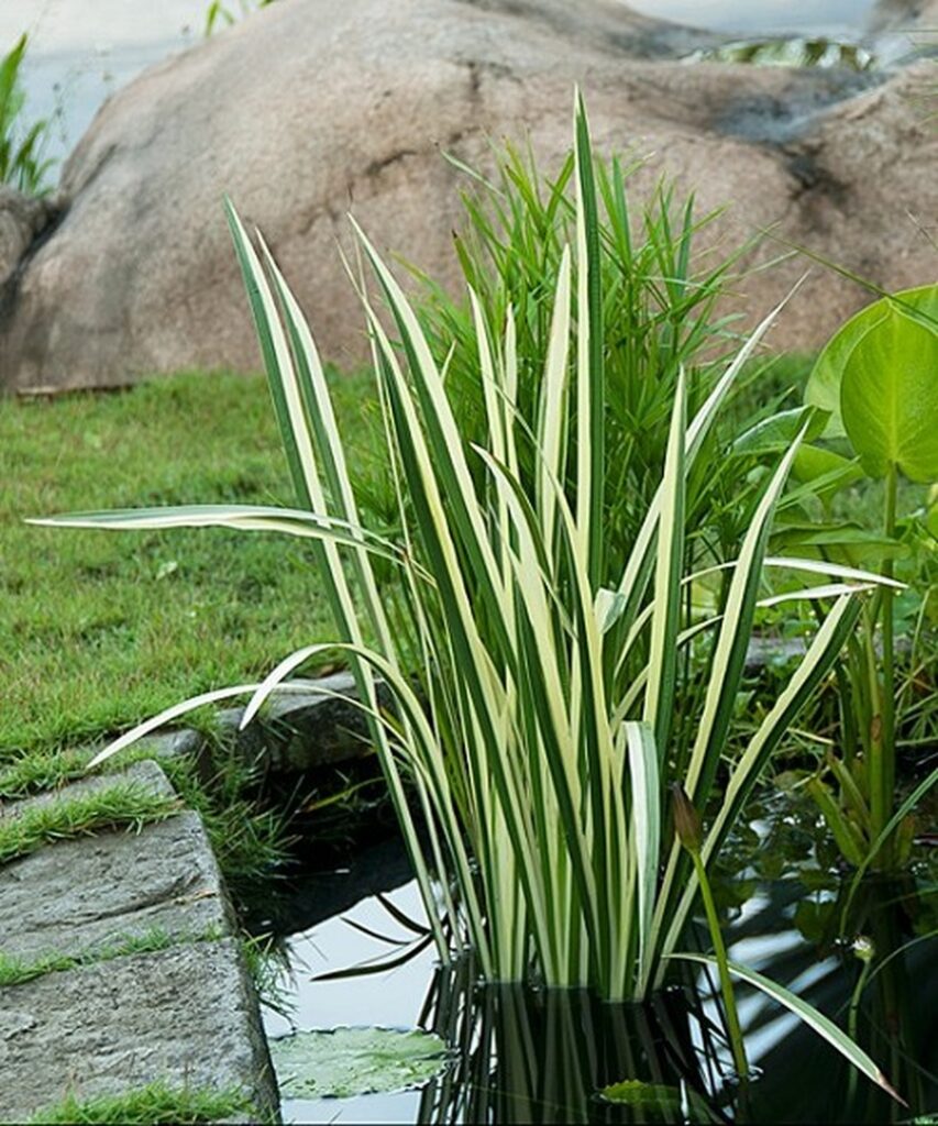22 Stunning Plants with Sword Shaped Leaves to Freshen Your Space