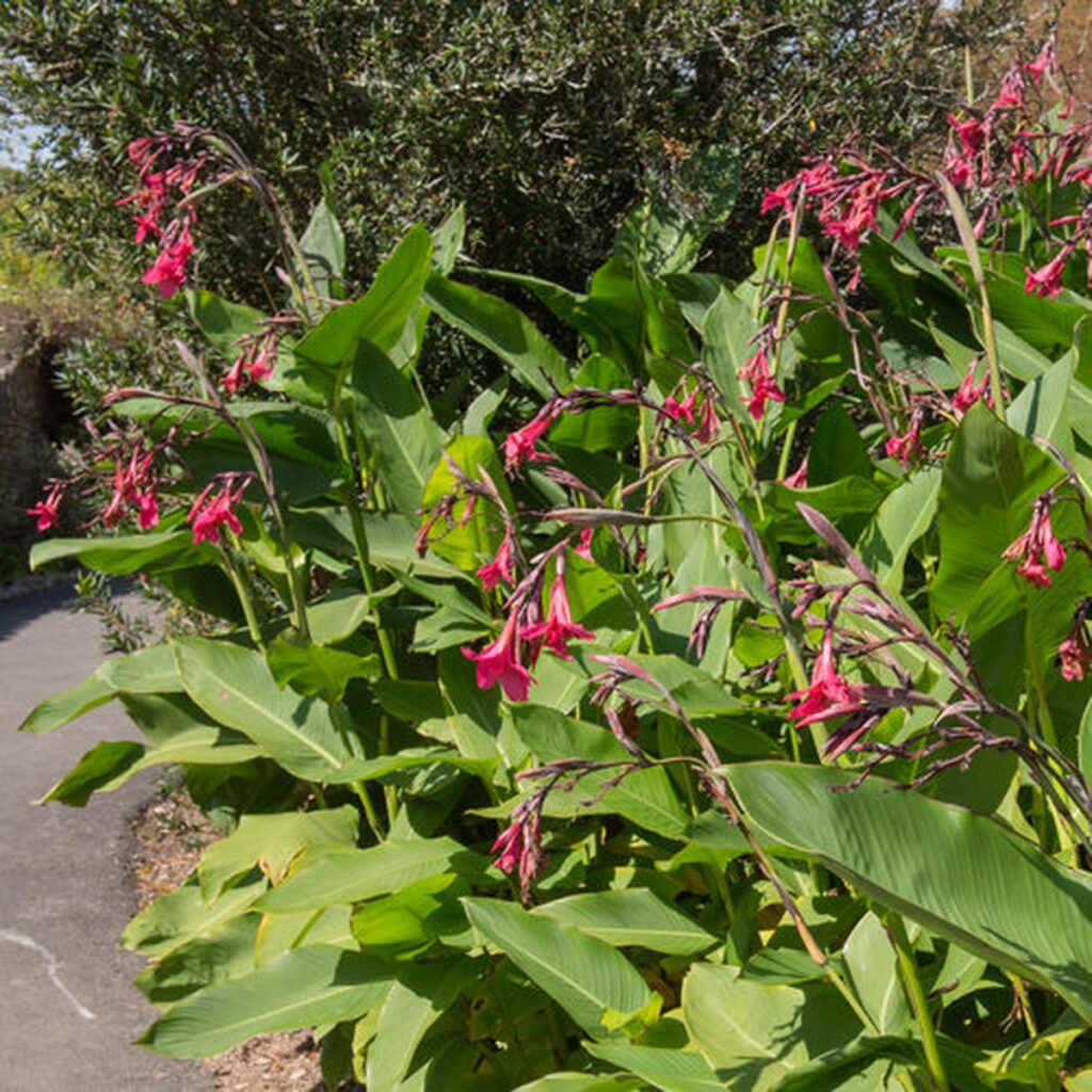 30 Stunning Types of Canna Lily Varieties for Garden Paradise
