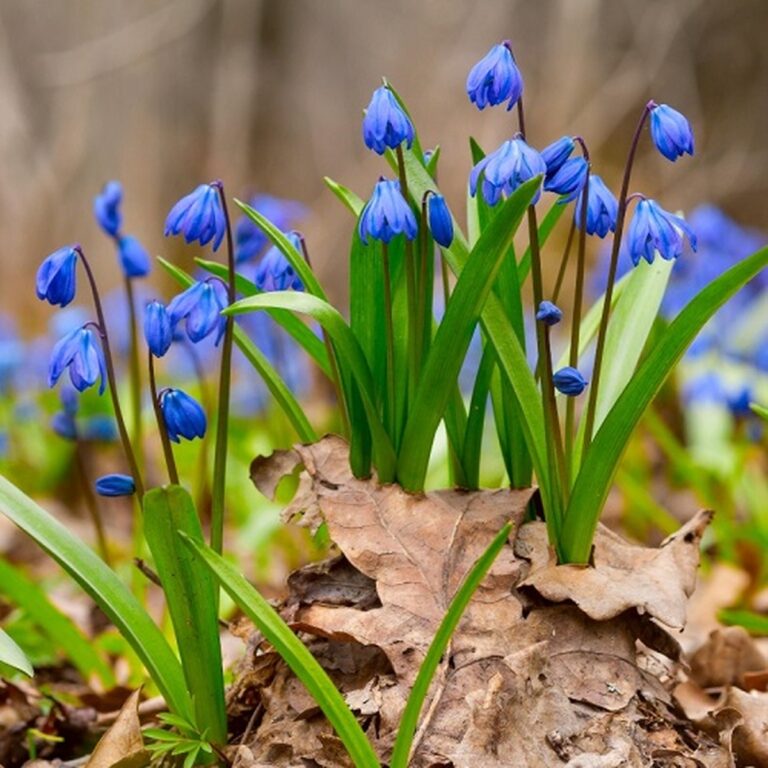 31 Beautiful Baby Blue Flowers That Brighten Any Garden