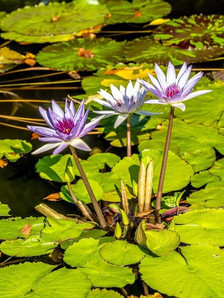 16 Eye-Catching Swamp Flowers That Thrive in Bogs and Marshes