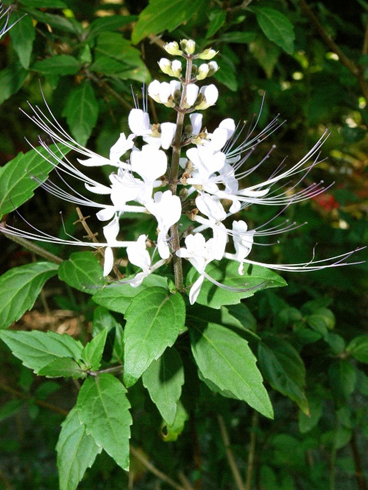 11 Stunning Flowers that Look Like Orchids to Brighten Your Garden