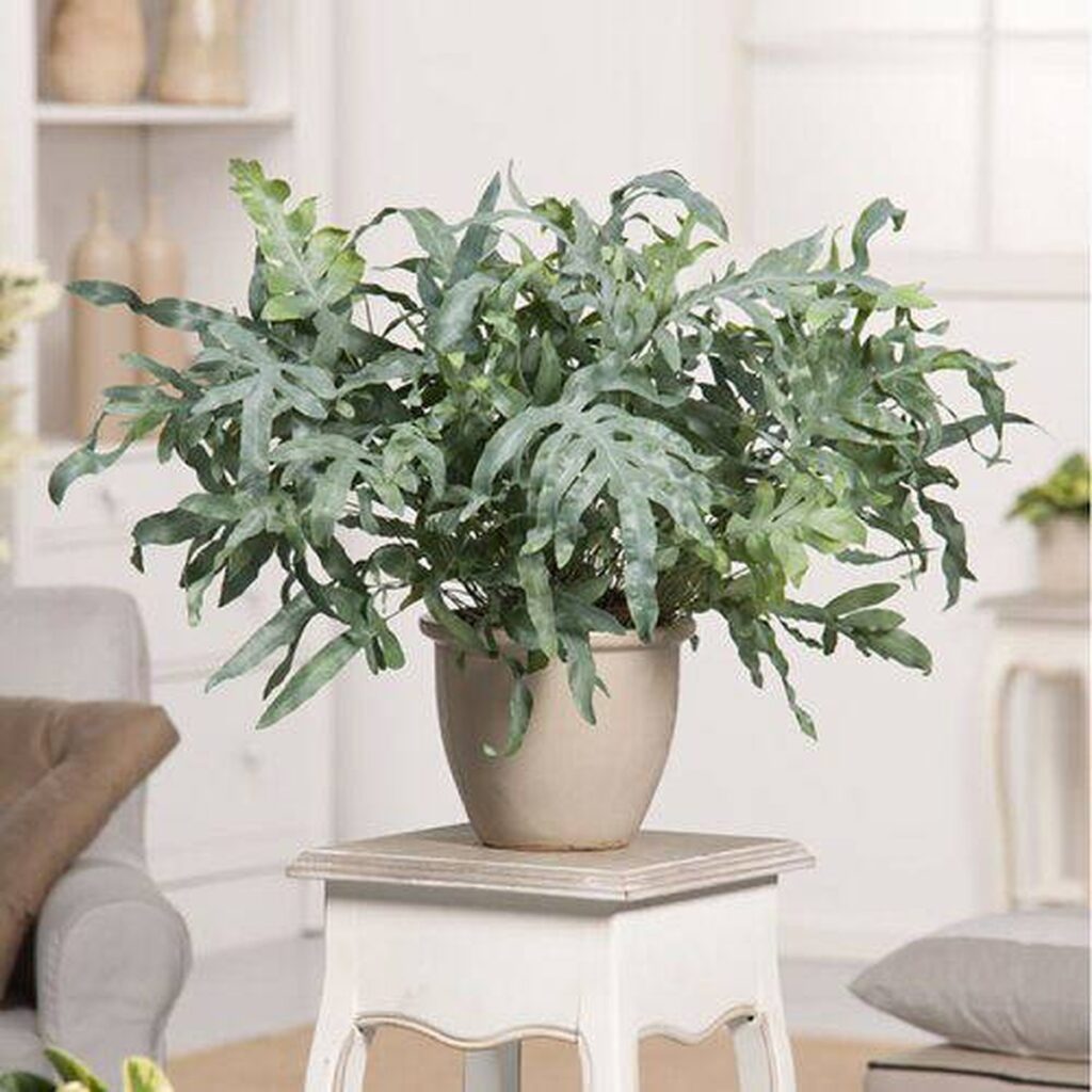 47 Most Beautiful Ferns To Grow That Thrive In Containers