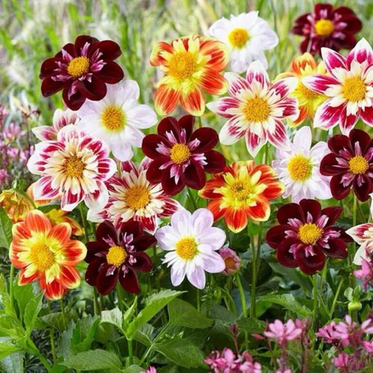 35 Stunning Multicolor Flowers That Will Brighten Your Garden