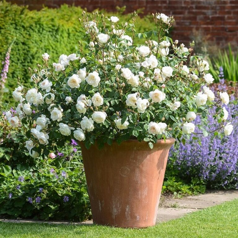 10 Stunning Ivory Flowers That'll Brighten Your Garden