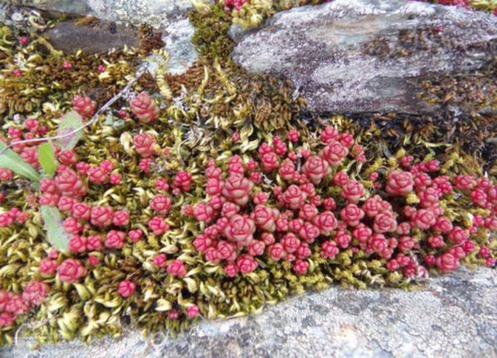 49 Types of Sedum Varieties to Brighten Your Garden