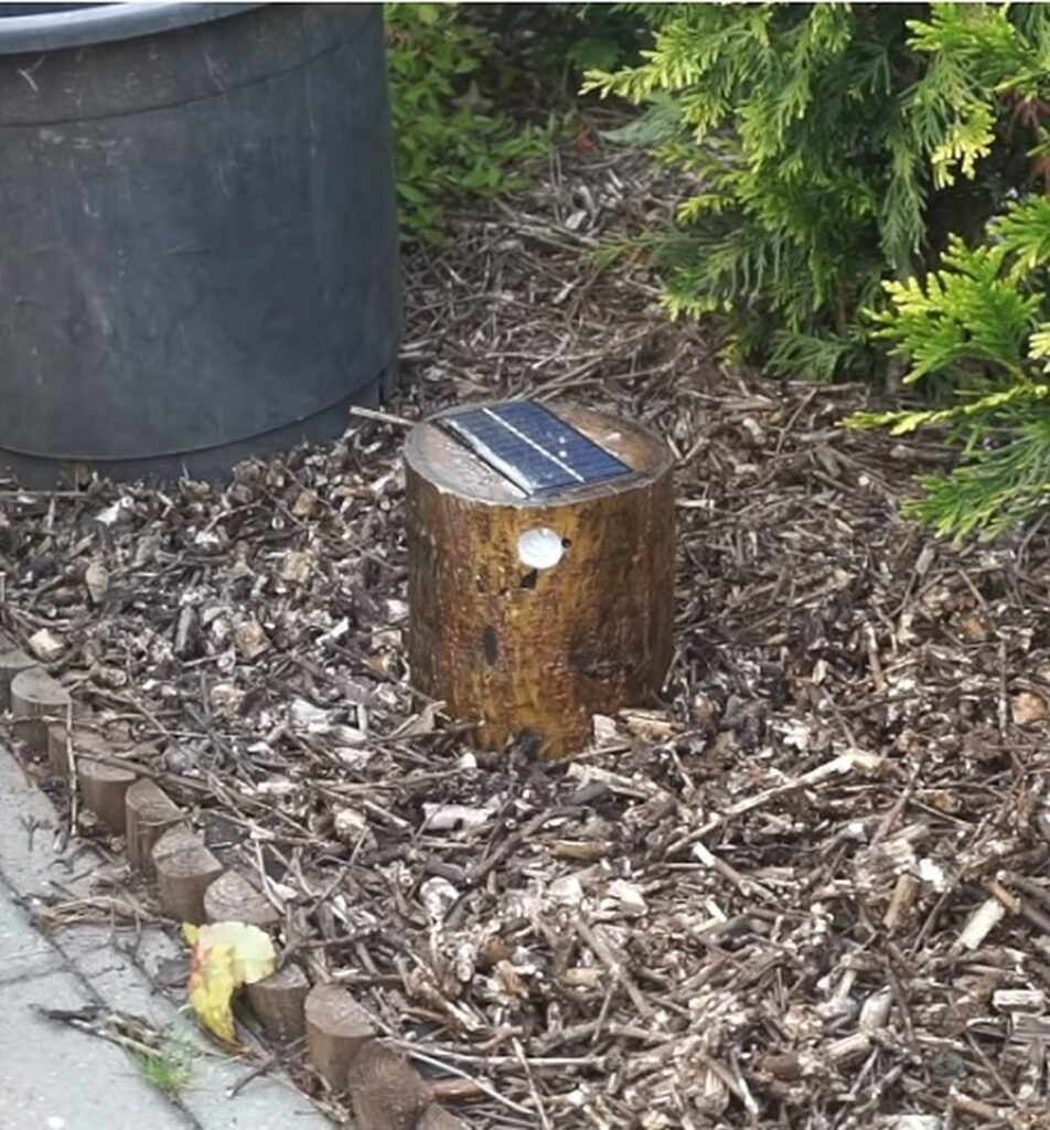 30 Brilliant Tree Stump Ideas for the Garden to Transform Your Space