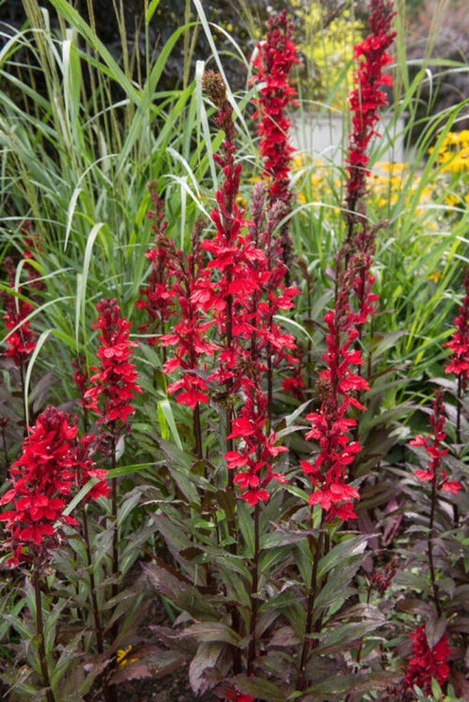 17 Gorgeous Ohio Perennial Flowers That Thrive in Any Garden