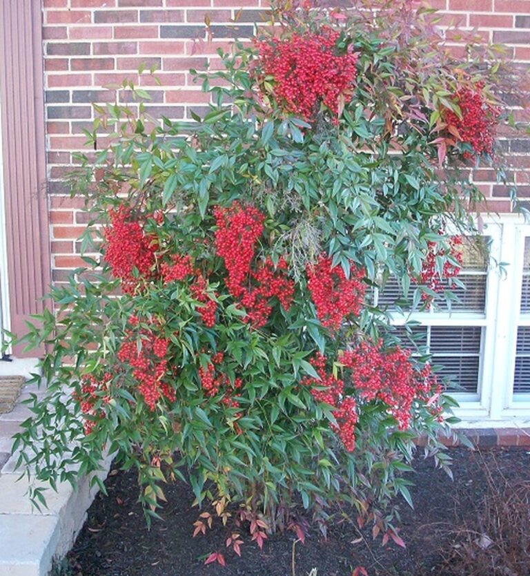 26 Gorgeous Shrubs and Bushes with Red Berries to Brighten Your Yard