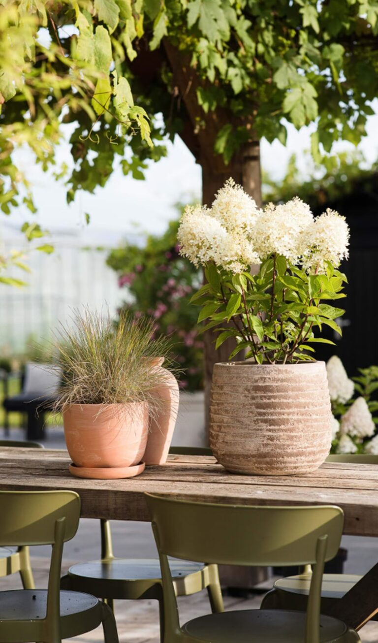 25 Beautiful Annabelle Flowers Ideas for Your Garden Paradise