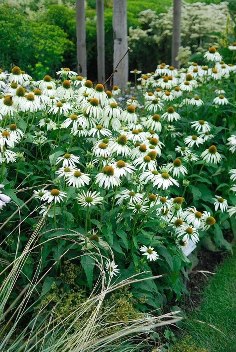 42 Types of Coneflower Varieties to Brighten Your Garden