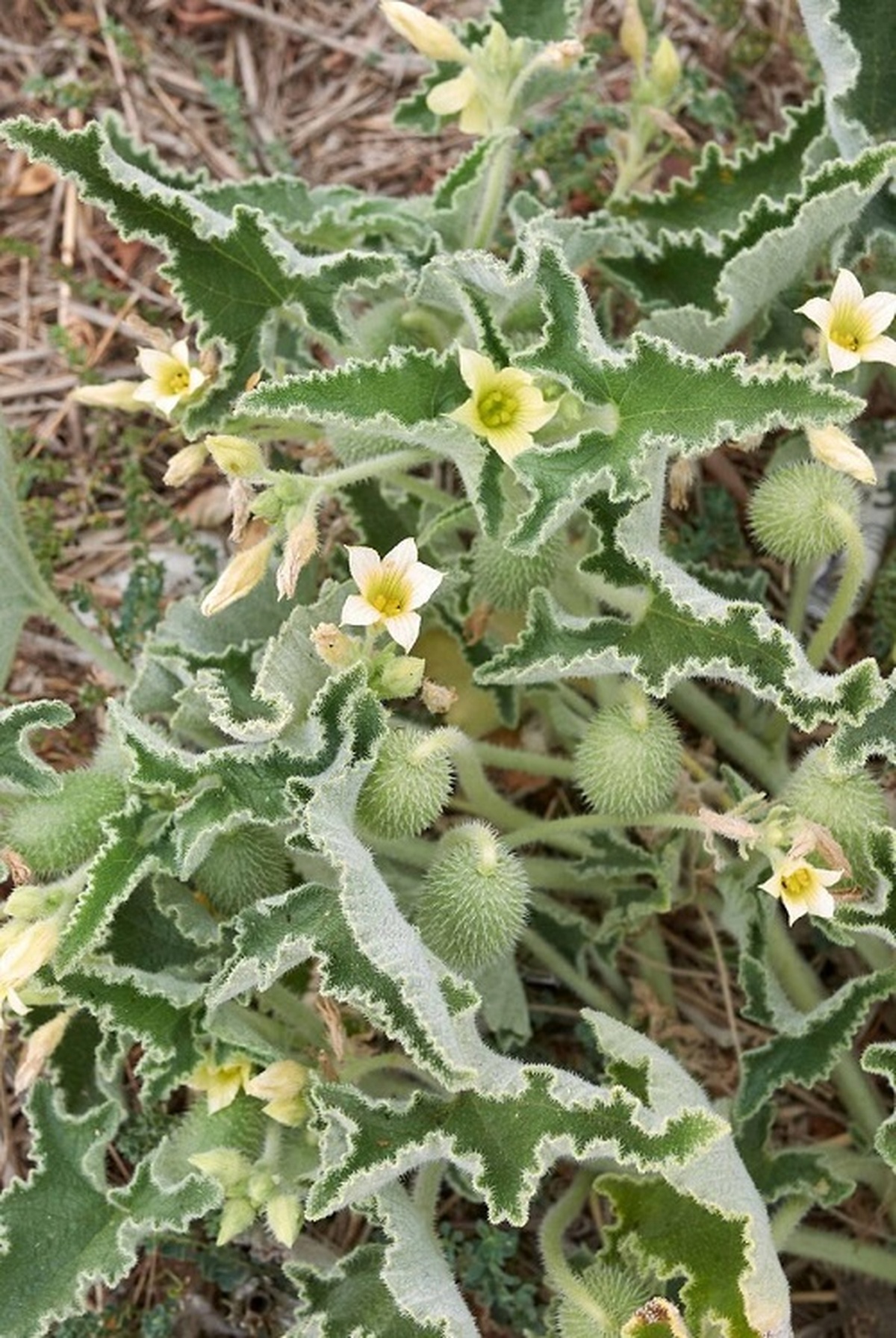 6 Sneaky Invasive Weeds That Shoot Seeds When Touched