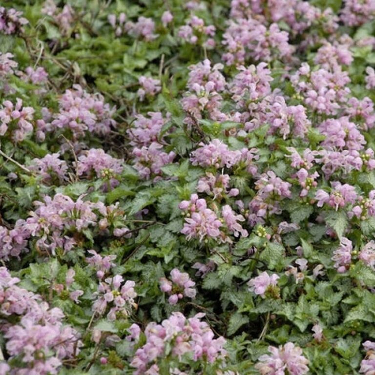20 Stunning Lamium Varieties Perfect for Your Shady Garden