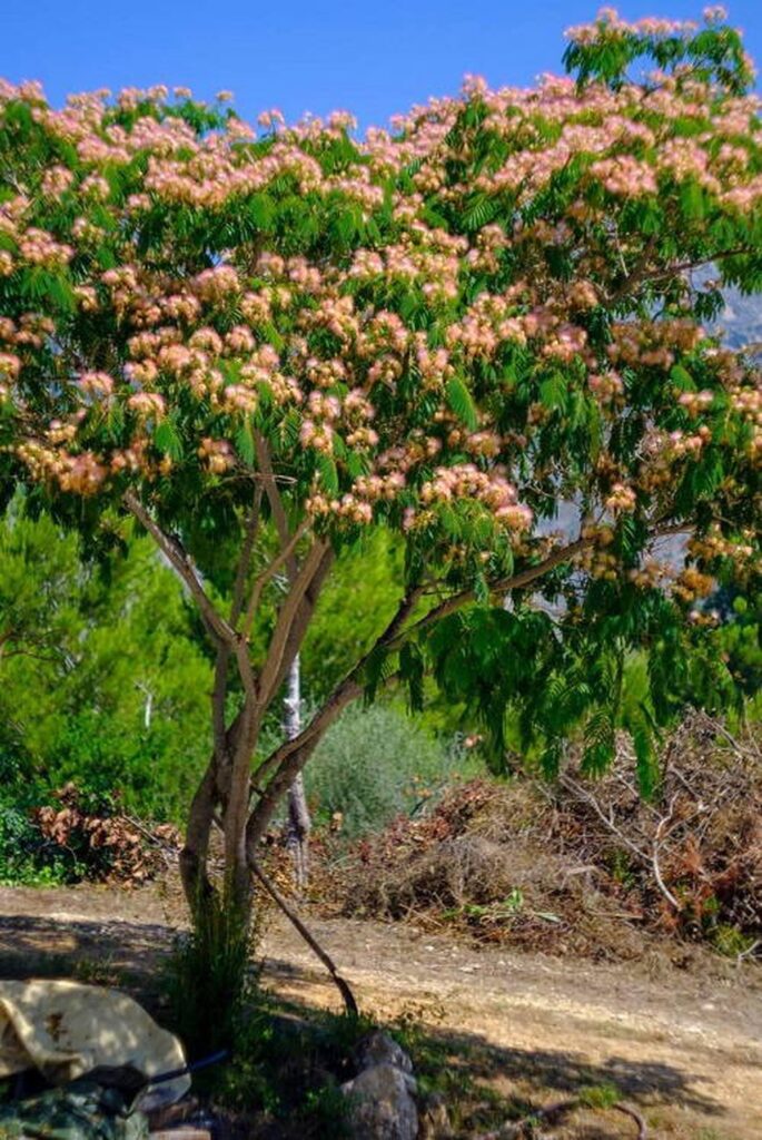 17 Stunning Trees That Look Like Ferns: Nature's Hidden Gems