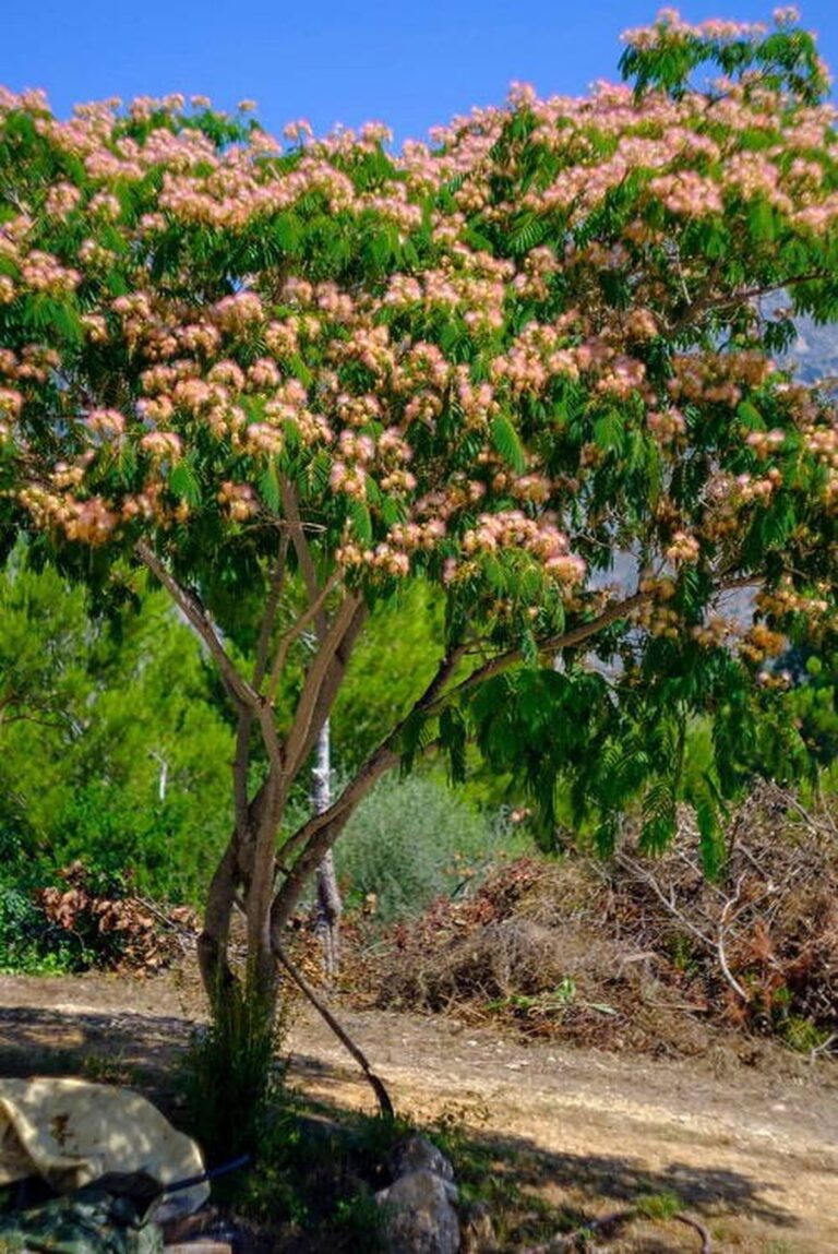 17 Stunning Trees That Look Like Ferns: Nature's Hidden Gems