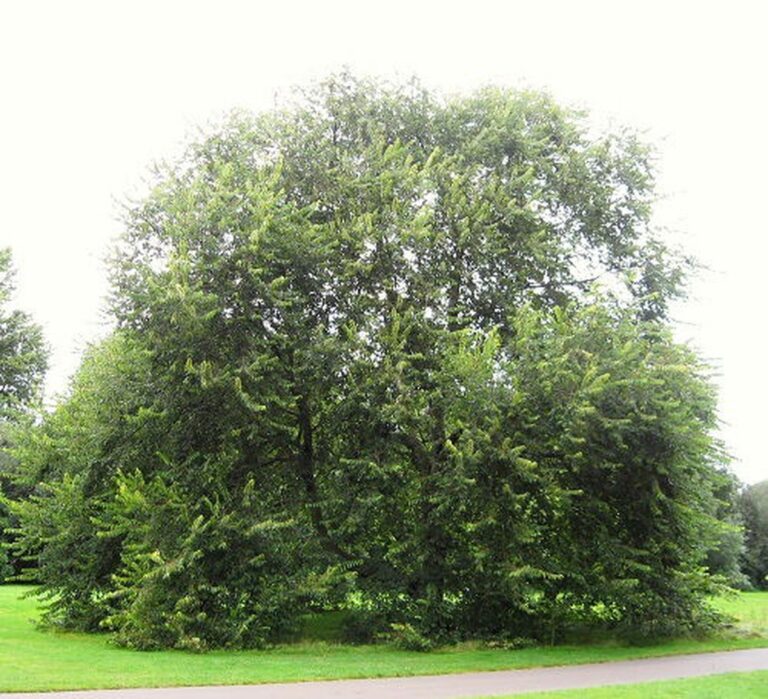 21 Beautiful Types of Elm Trees: Your Simple Identification Guide