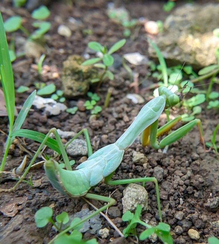 18 Fascinating Types of Praying Mantis Found in Gardens