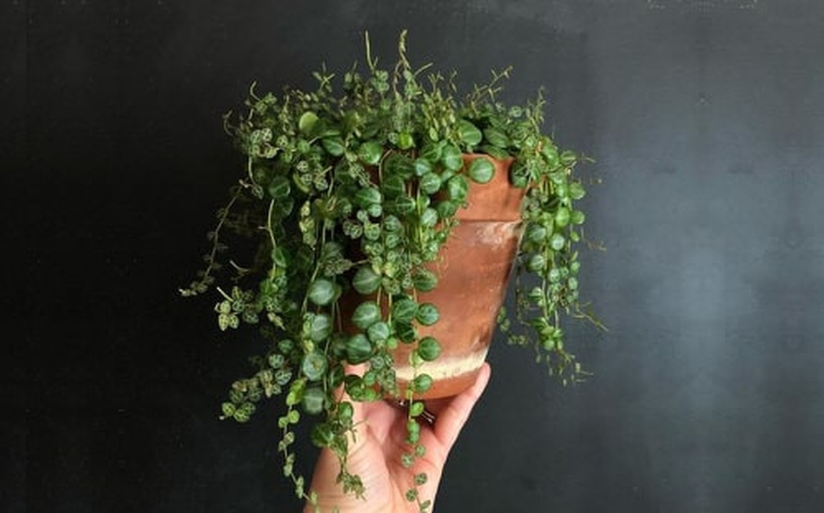 12 Stunning Round Leaf Houseplants That Brighten Any Home