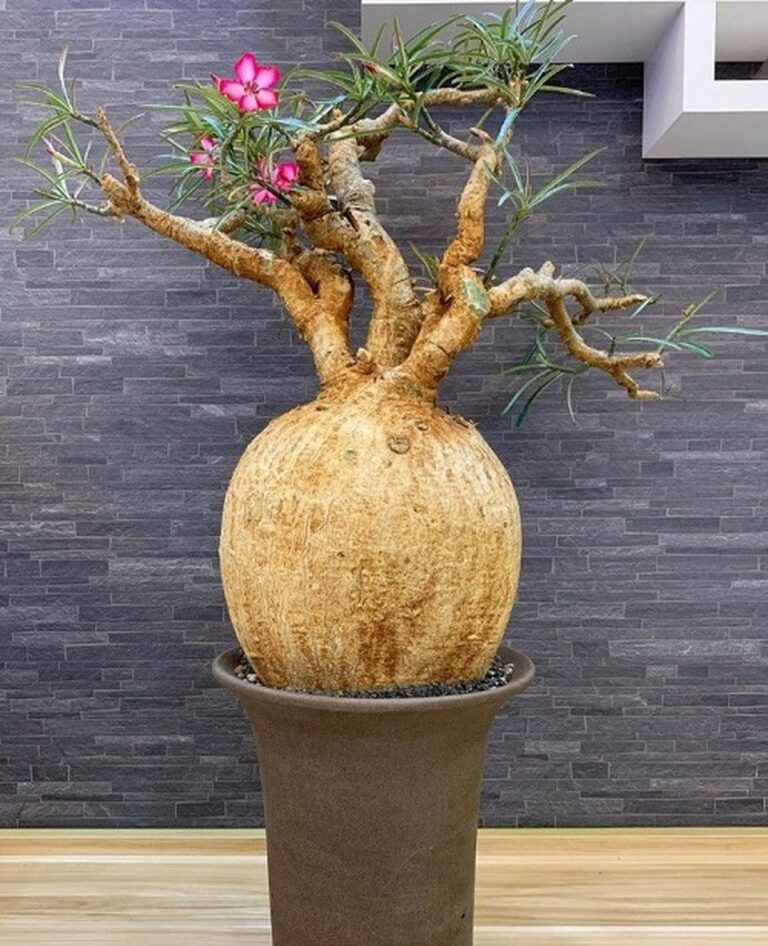 35 Different Types of Desert Rose Varieties to Fall in Love With