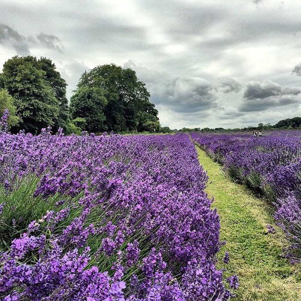 25 Stunning Lavender Garden Design Ideas for Perfect Landscaping