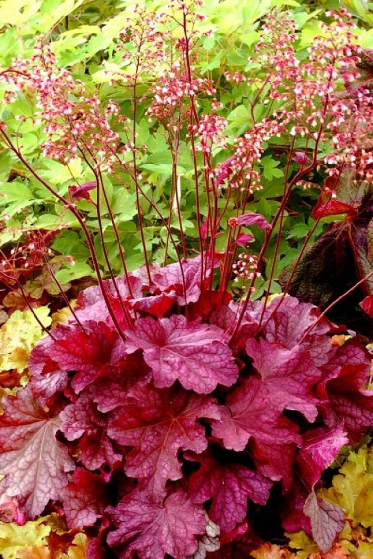 11 Stunning Plants With Red Veins on the Foliage to Adore