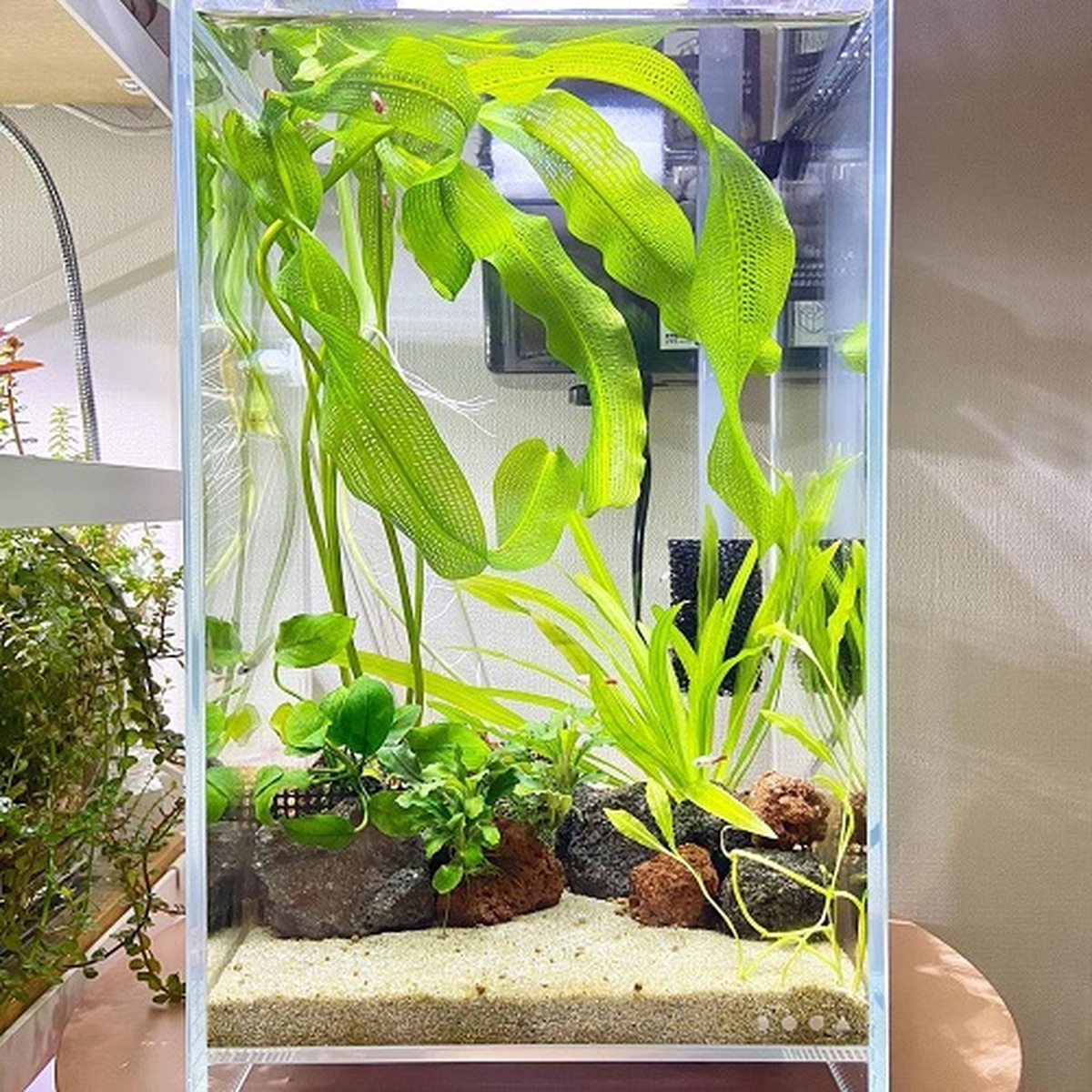 10 Exotic Fenestrated Plants That Will Brighten Your Home