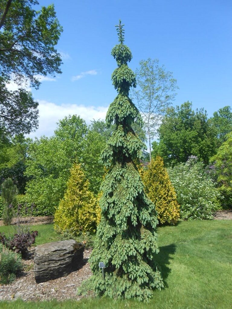 28 Stunning Tall Skinny Trees for Your Perfect Garden Oasis