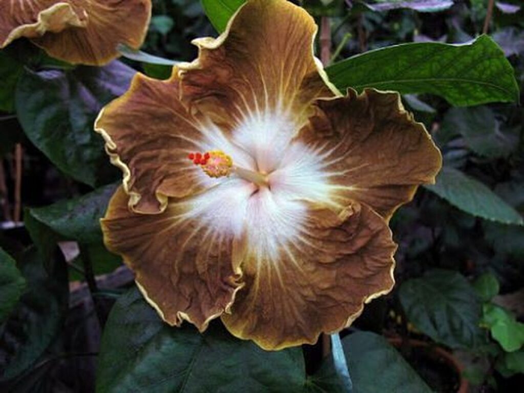 21 Gorgeous Brown Flowers to Brighten Your Garden Today
