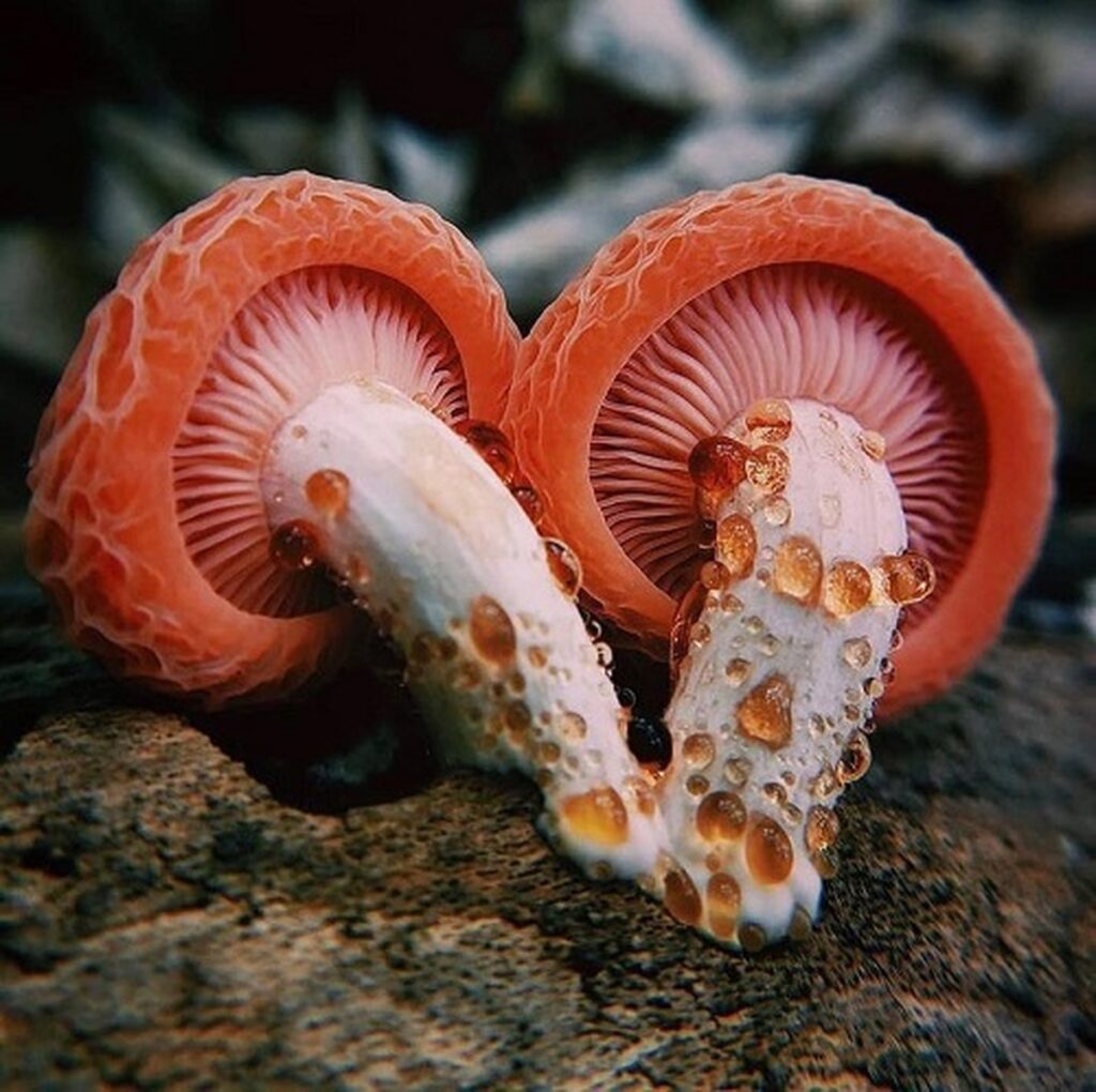 23 Stunning Mushrooms that Look Like Flowers to Discover Today