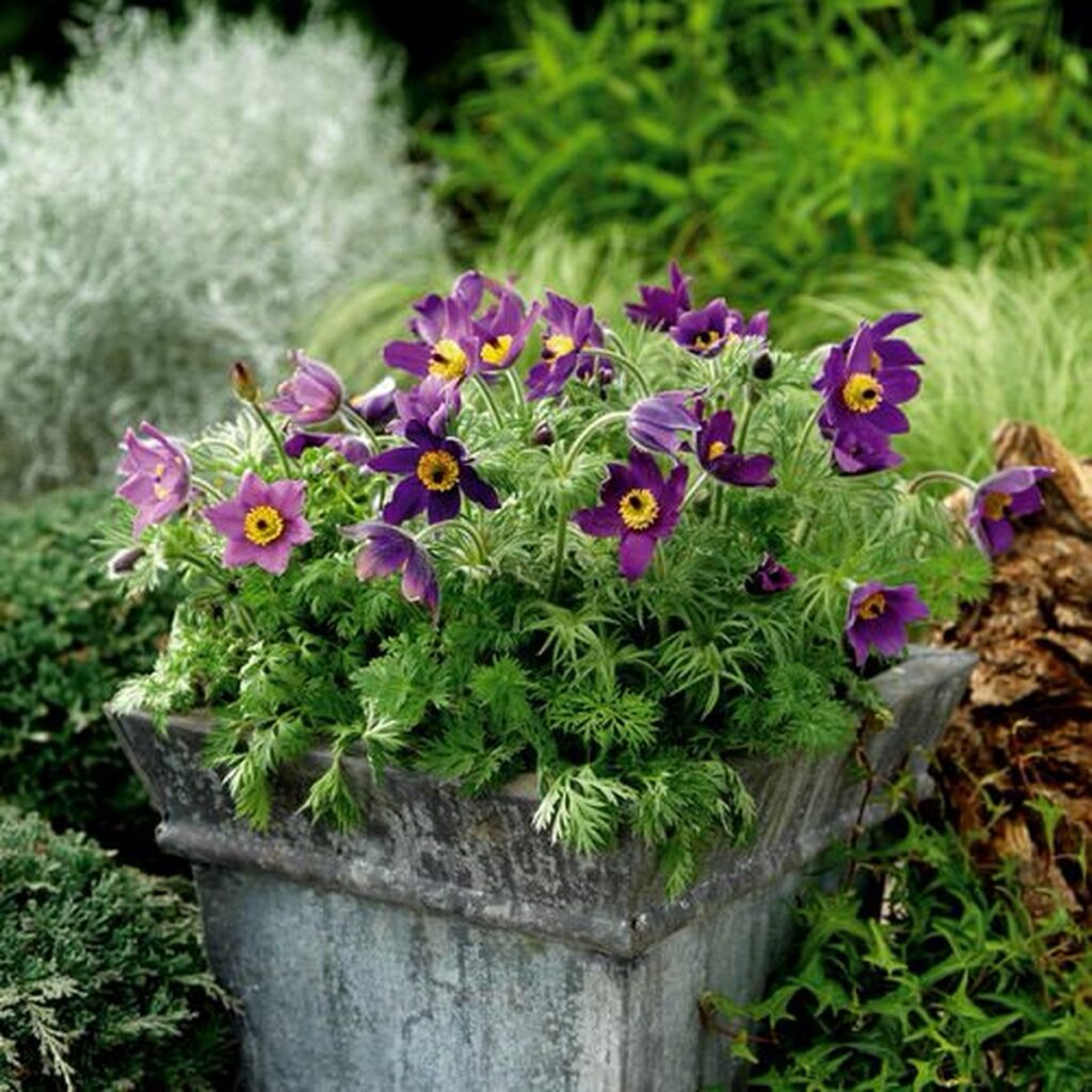 22 Beautiful Wildflowers For Pots That Bloom All Season Long