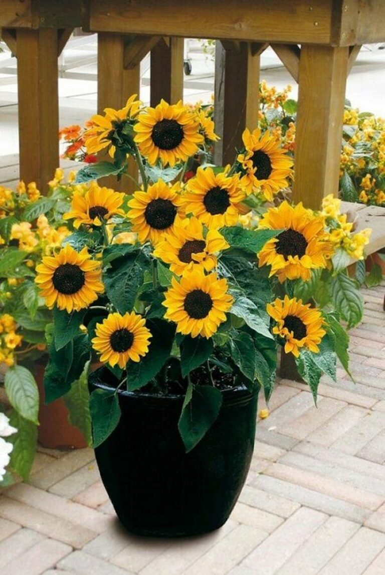 35 Fascinating Flower Meanings That Speak Love and Emotion
