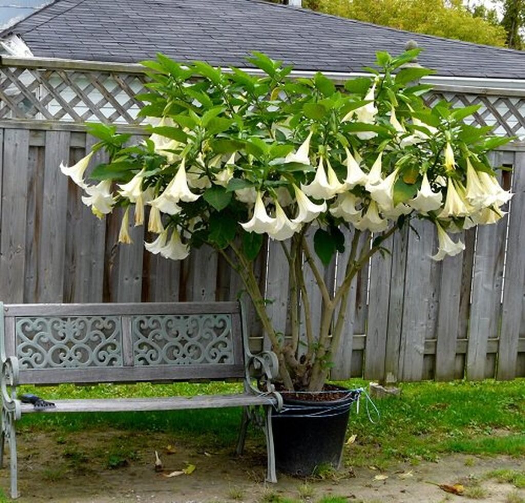 21 Beautiful Brazilian Flowers That Brighten Any Garden