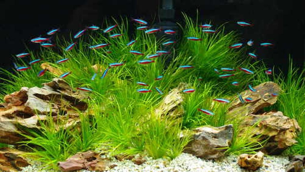 15 Stunning Fish Tank with Plants Ideas for a Vibrant Aquarium