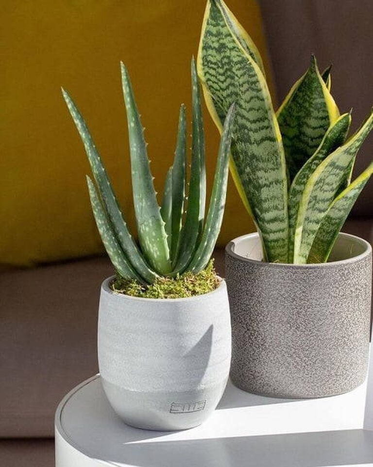 18 Calming Indoor Plants to Ease Anxiety and Depression