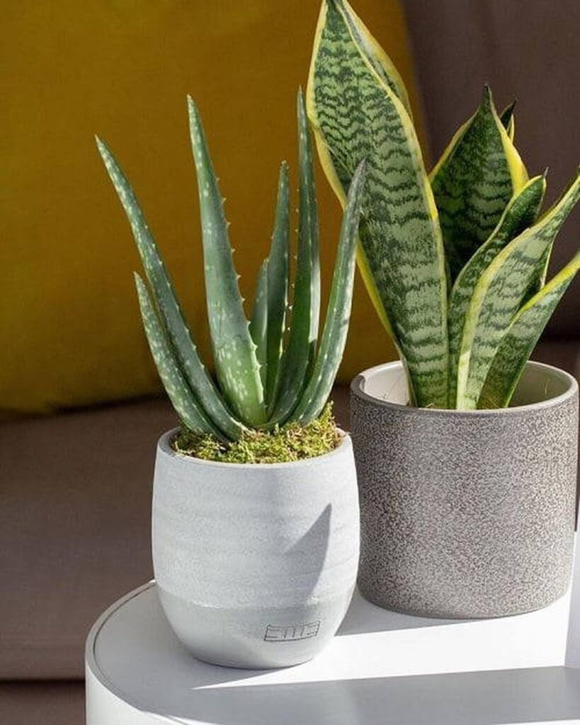 18 Calming Indoor Plants to Ease Anxiety and Depression