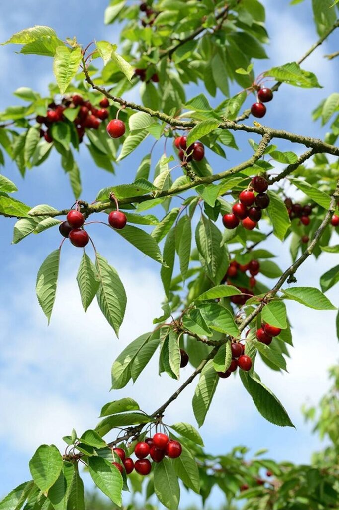 17 Speedy Fruit Trees to Plant for a Quick Harvest