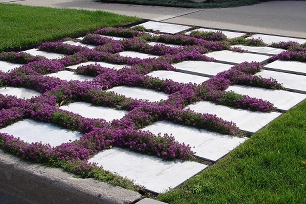 15 Charming Creeping Thyme Lawn Ideas for Natural Beauty