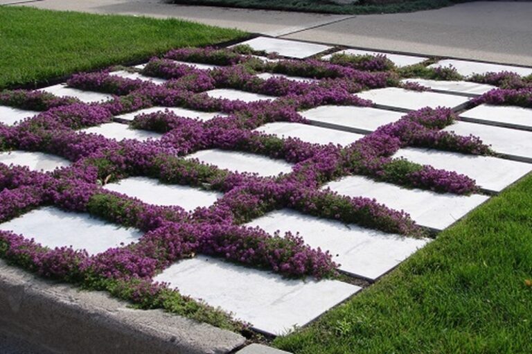 15 Charming Creeping Thyme Lawn Ideas for Natural Beauty