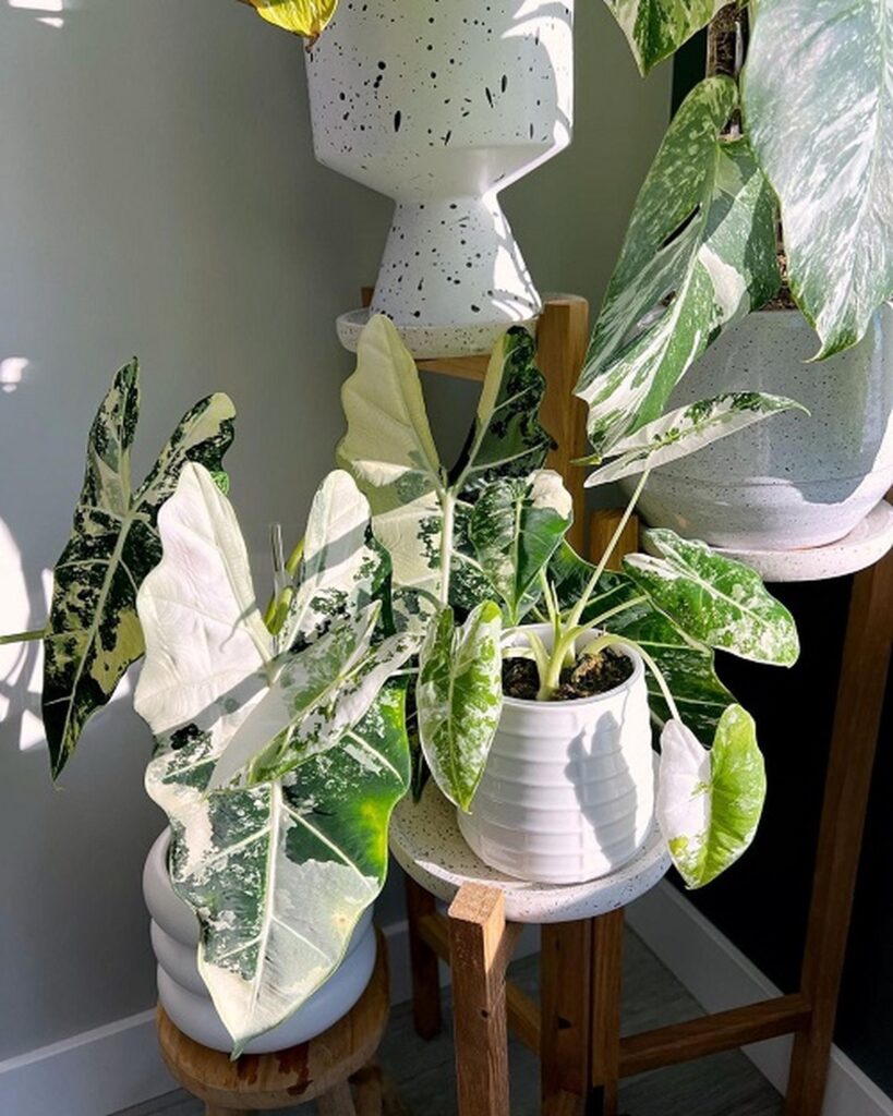18 Breathtaking Artistic Plants That Transform Any Space