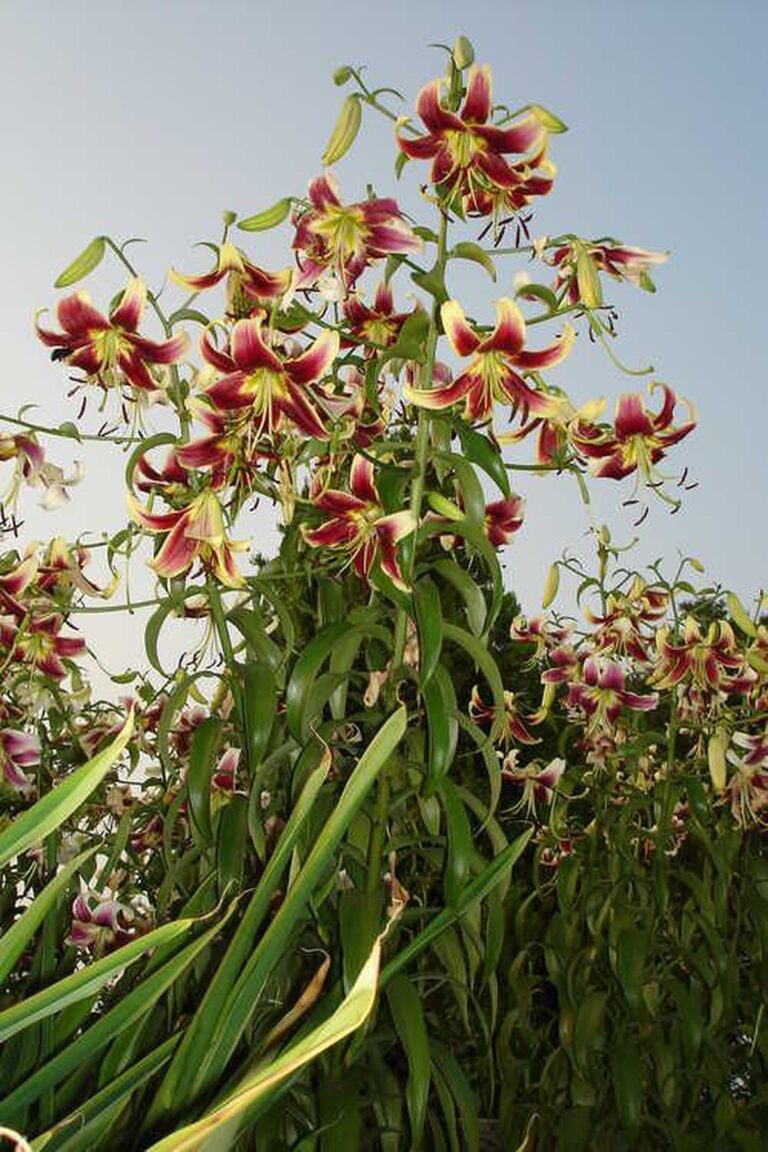 20 Enchanting Fragrant Lilies That Smell Heavenly