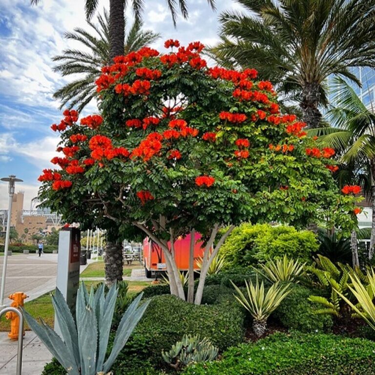 11 Stunning Flame Trees That Will Brighten Up Your Garden