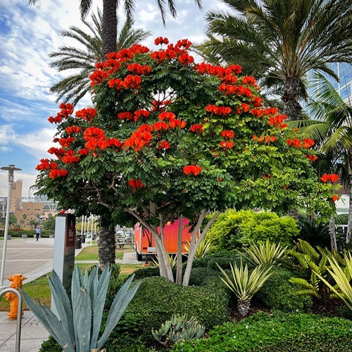 11 Stunning Flame Trees That Will Brighten Up Your Garden