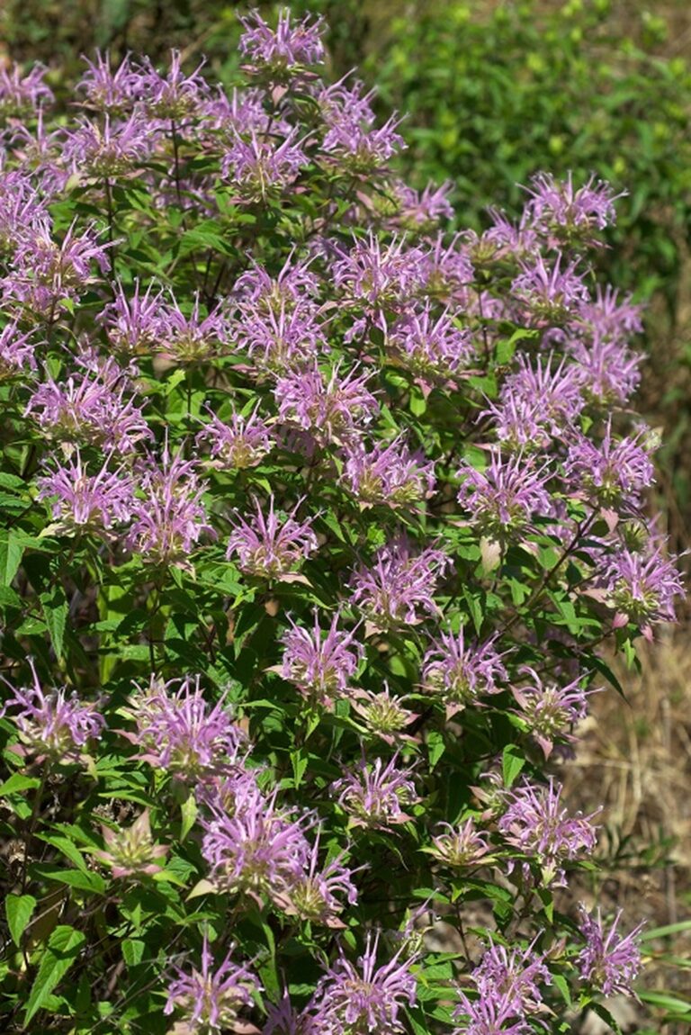 26 Gorgeous Illinois Native Plants for Your Dreamy Garden