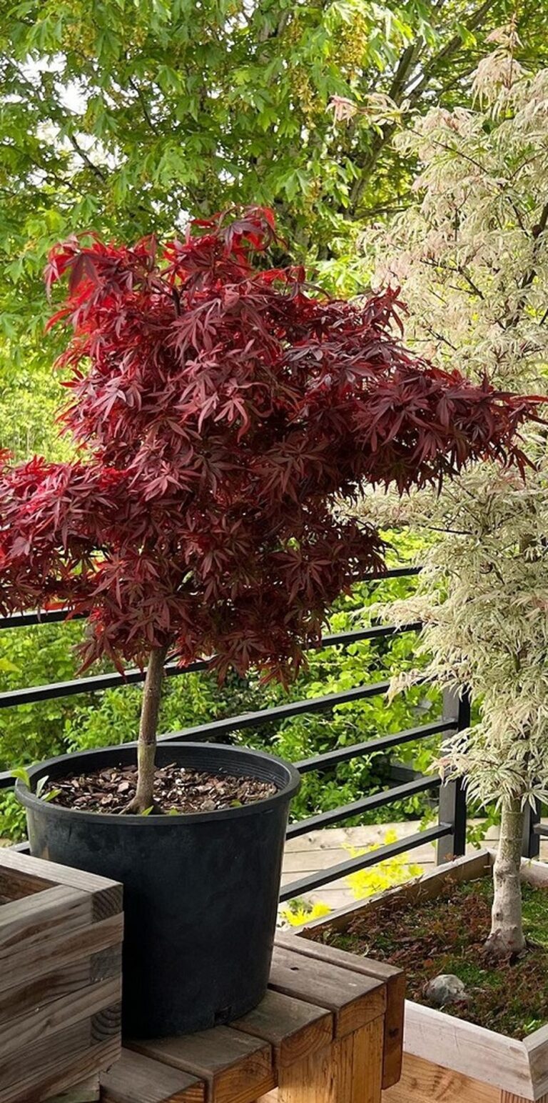 21 Gorgeous Maple Tree Varieties Perfect for Container Gardening