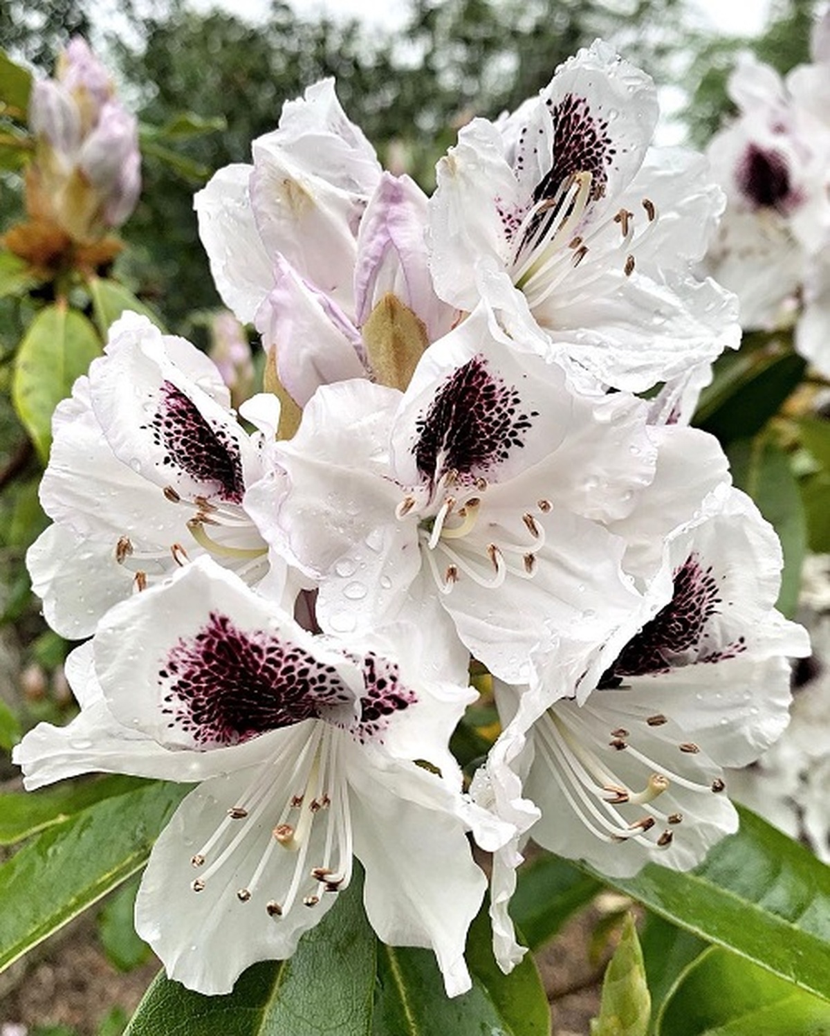 11 Breathtaking White Flowers with Purple Center to Admire