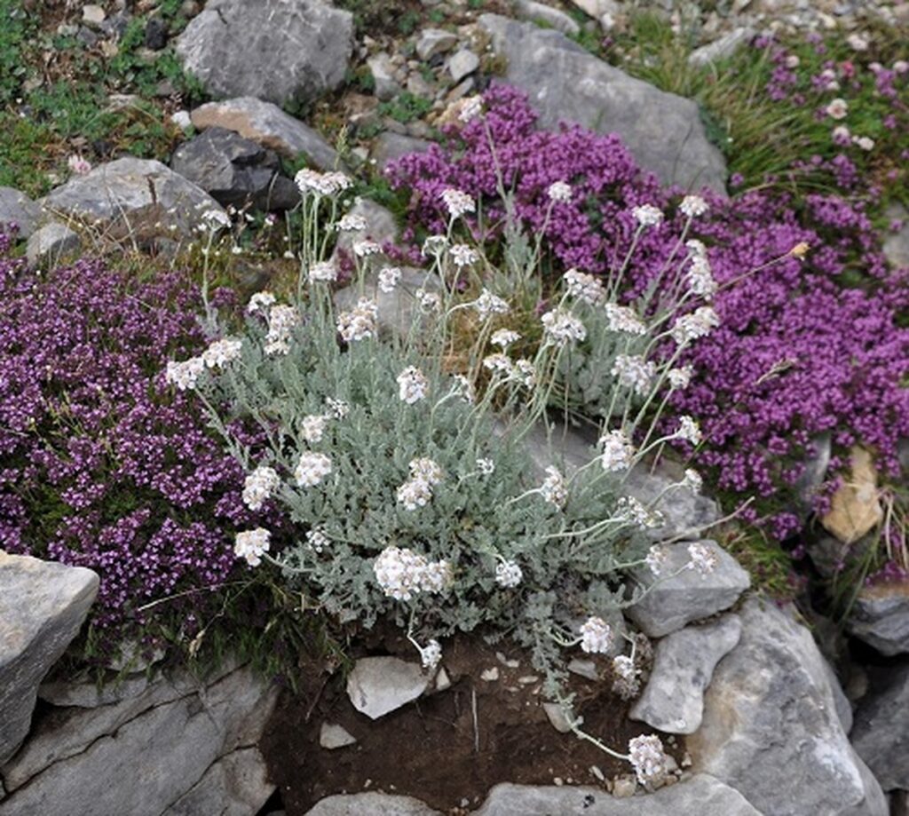 22 Beautiful Greek Flowers to Brighten Your Garden Today