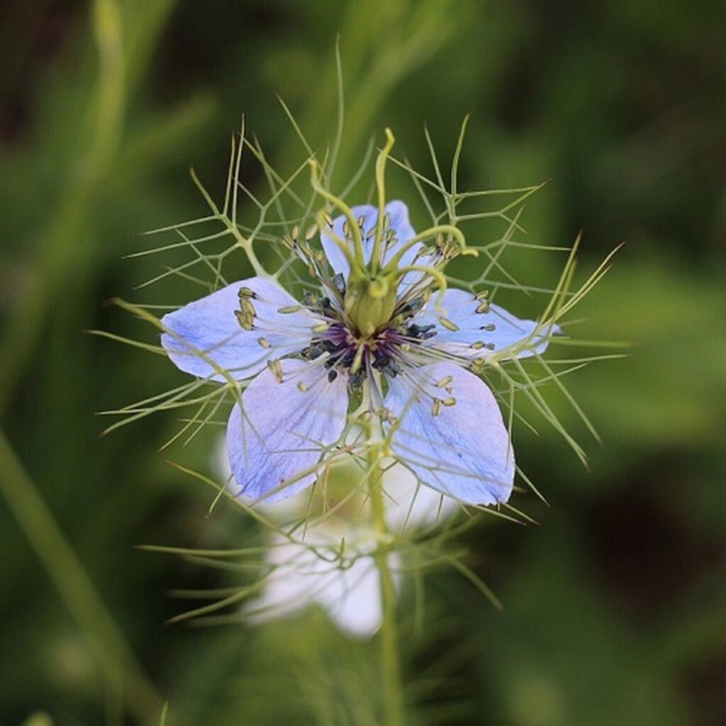 19 Amazing Flowers with 5 Petals That Brighten Any Garden