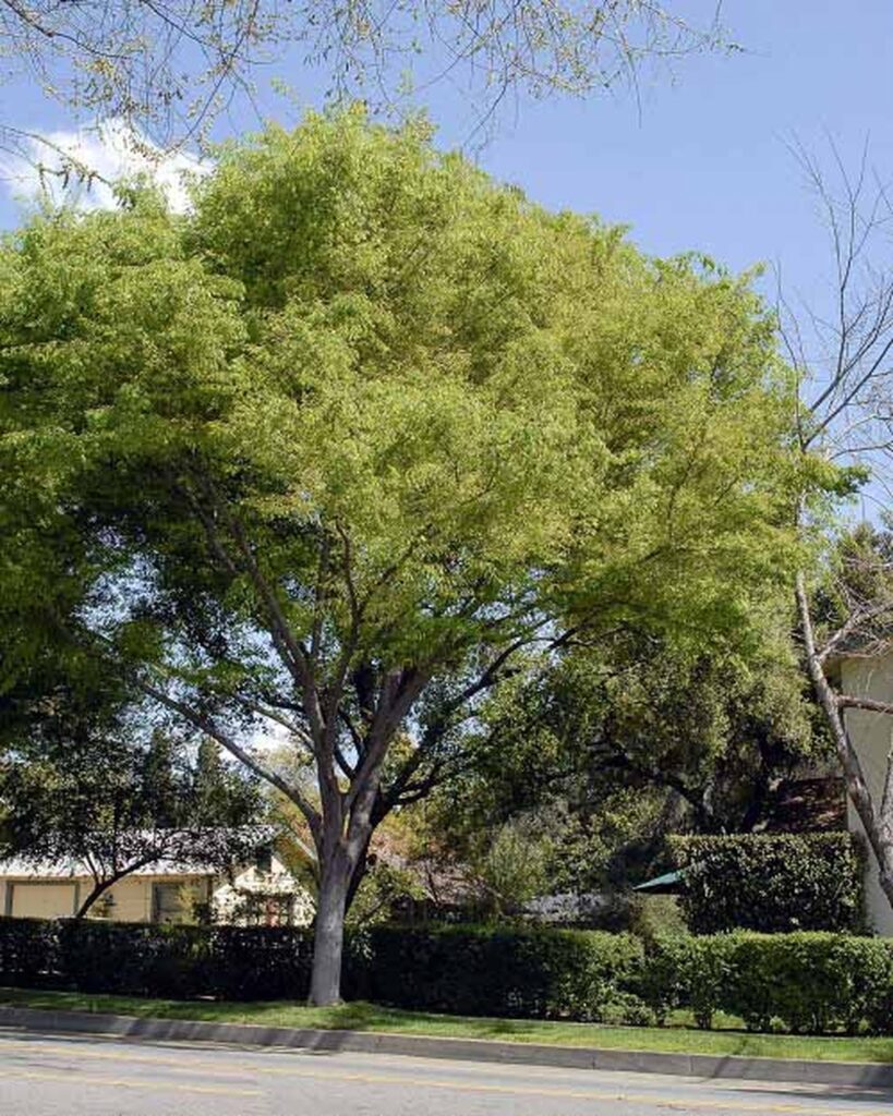 25 Enchanting Trees With Smooth Gray Bark That Stun Year-Round
